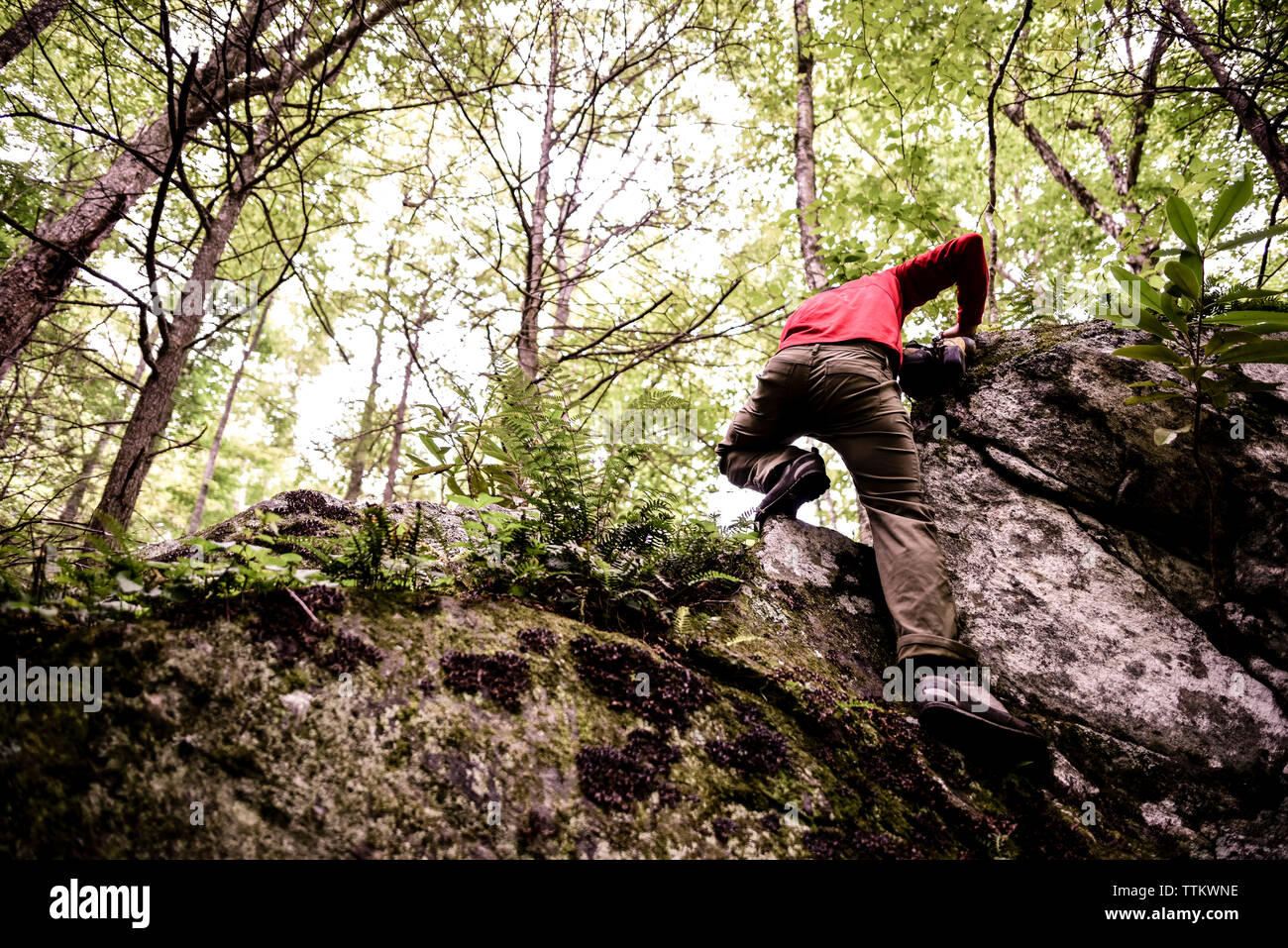 Climbing scenic trees hi-res stock photography and images - Alamy
