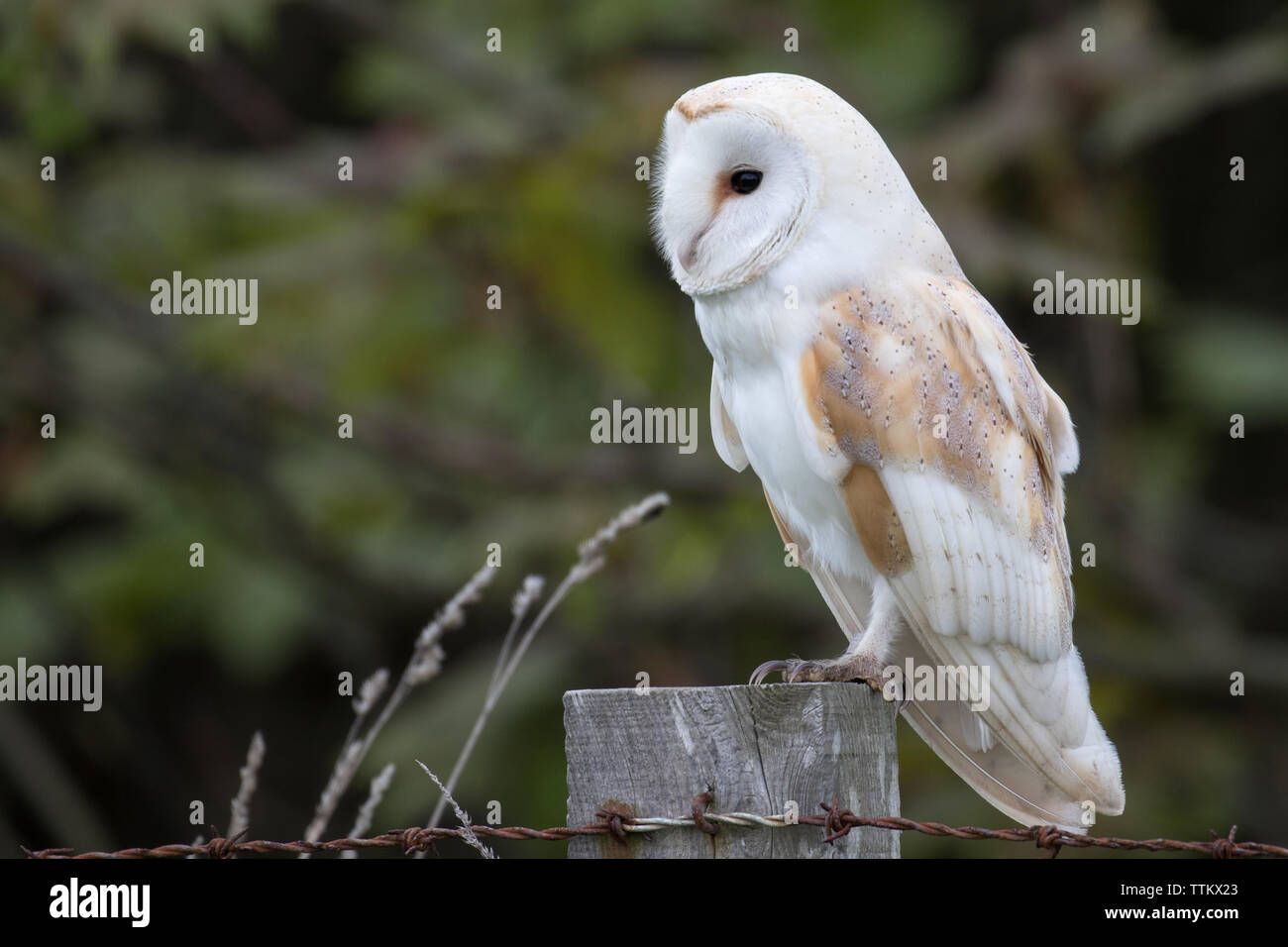 Northumberland barn owl hi-res stock photography and images - Alamy