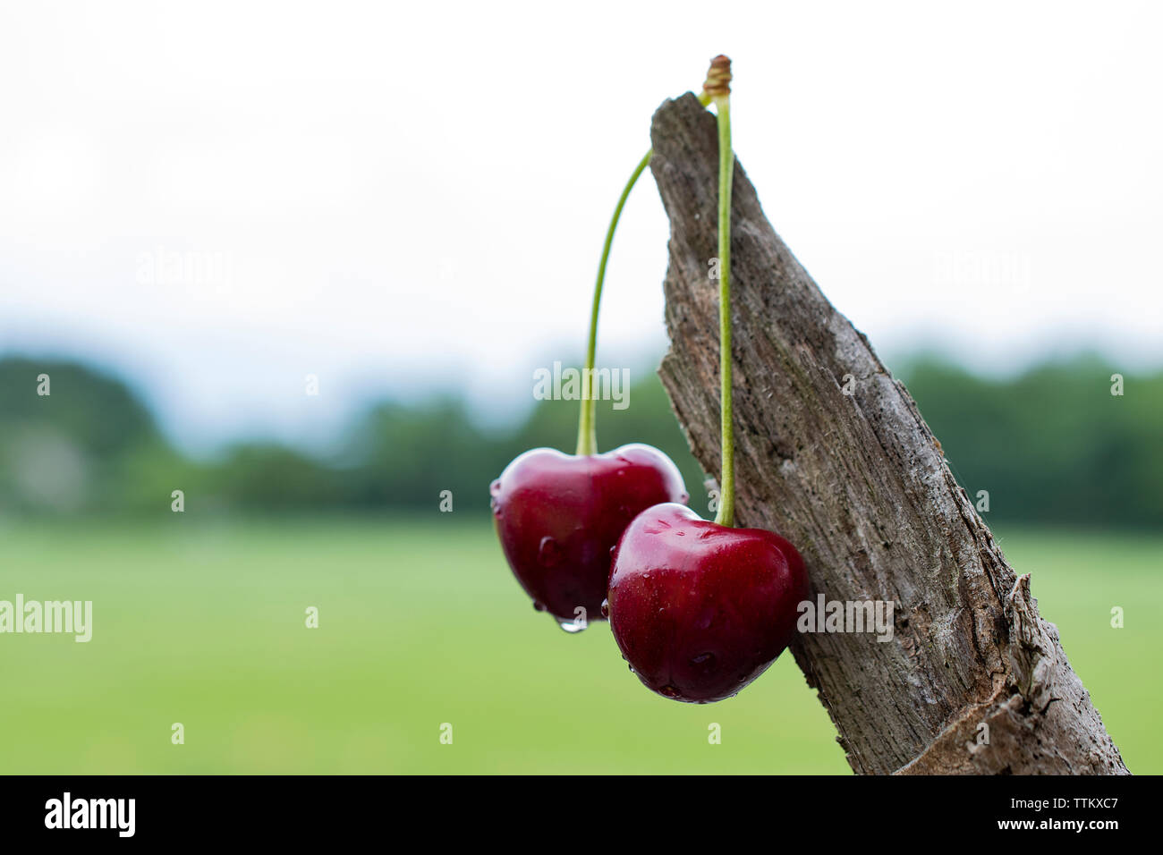 Hanging cherries hi-res stock photography and images - Alamy