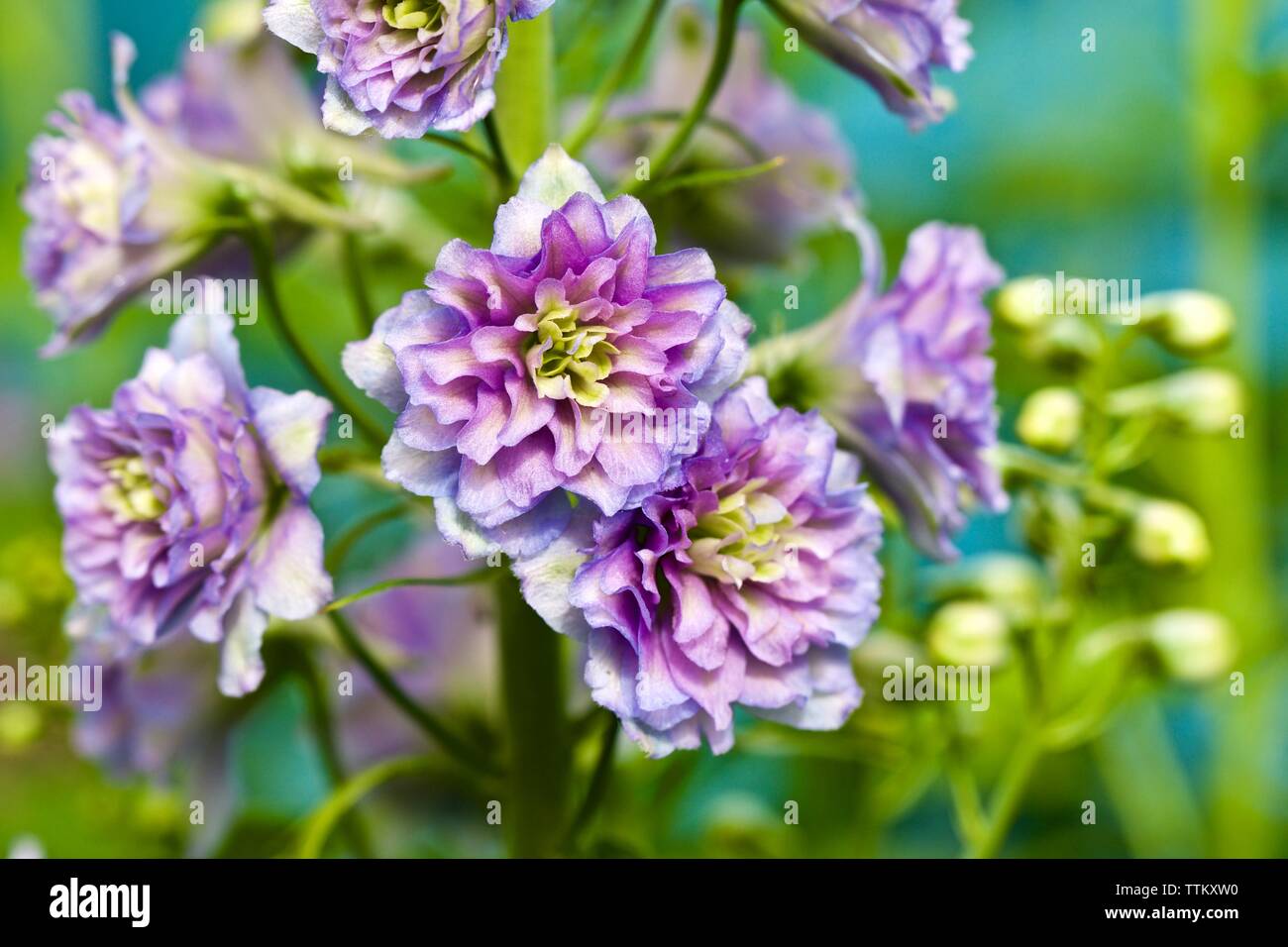 Delphinium highlander hi-res stock photography and images - Alamy