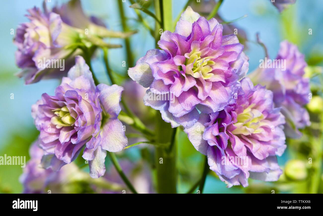 Delphinium highlander hi-res stock photography and images - Alamy