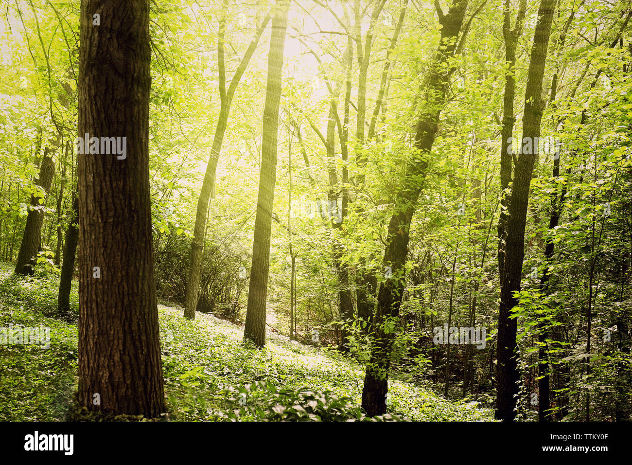 Botany park in spring Stock Photo - Alamy