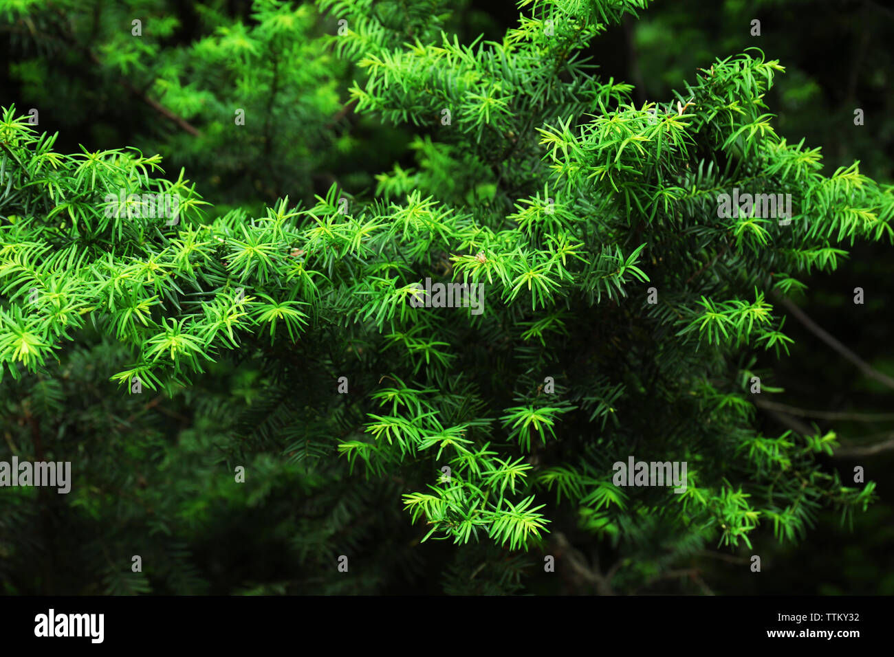 Green bush background Stock Photo - Alamy