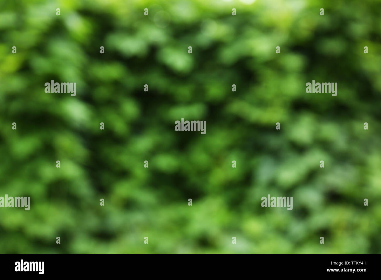 Green bush background Stock Photo - Alamy