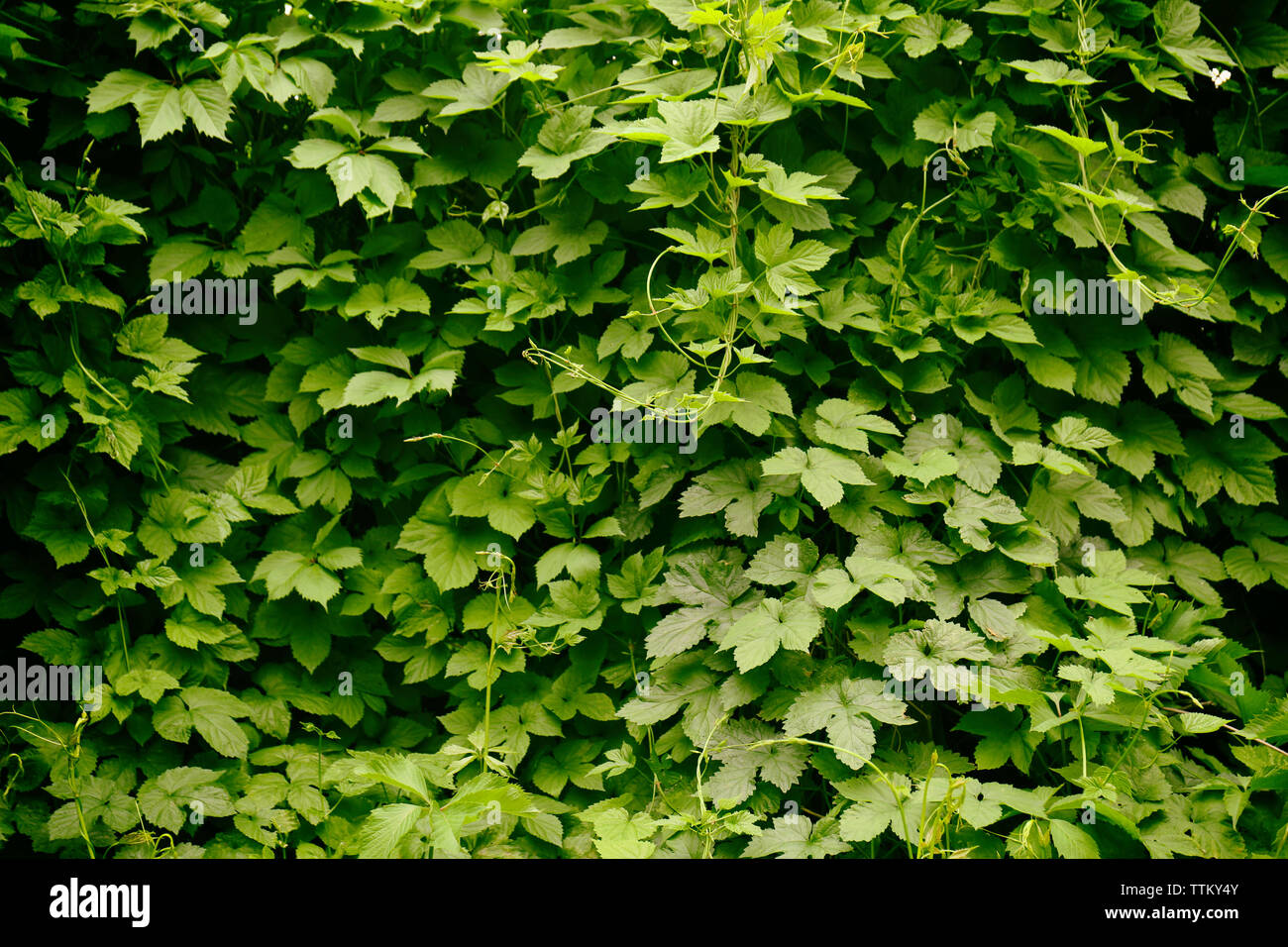 Green bush background Stock Photo - Alamy