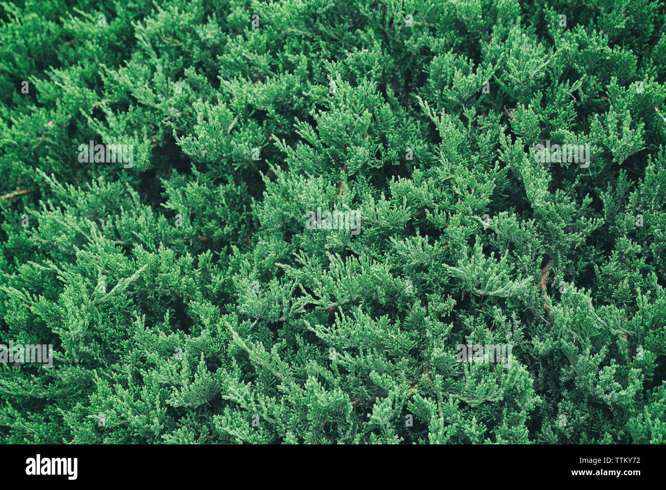 Green bush background Stock Photo - Alamy