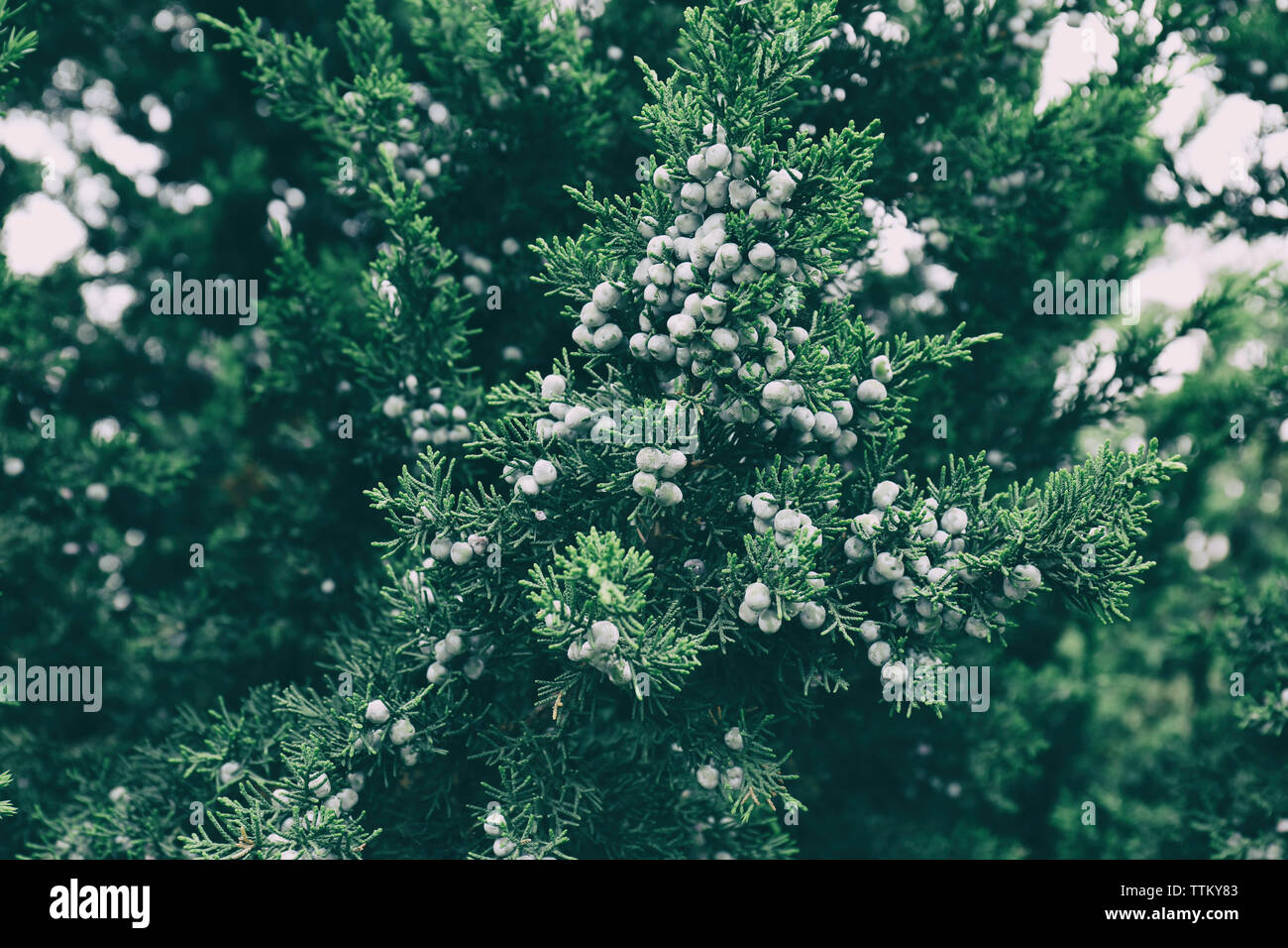 Green bush background Stock Photo - Alamy