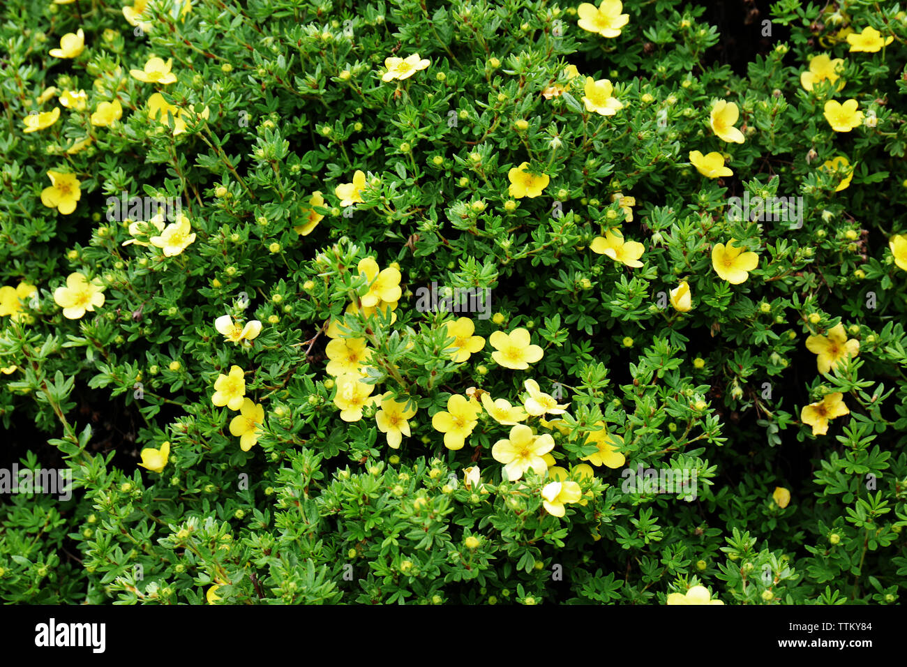 Green bush background Stock Photo - Alamy