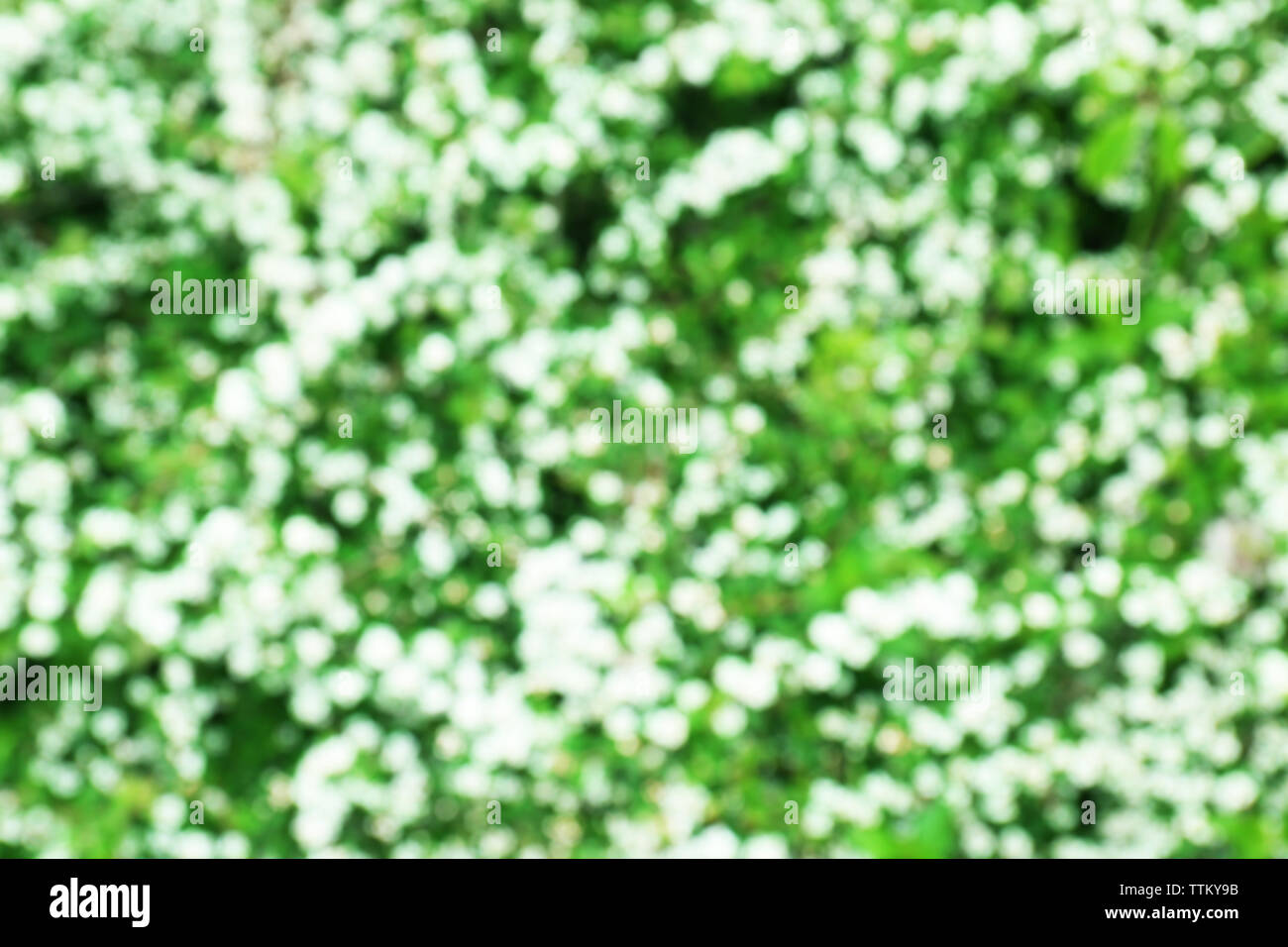 Green bush background Stock Photo - Alamy