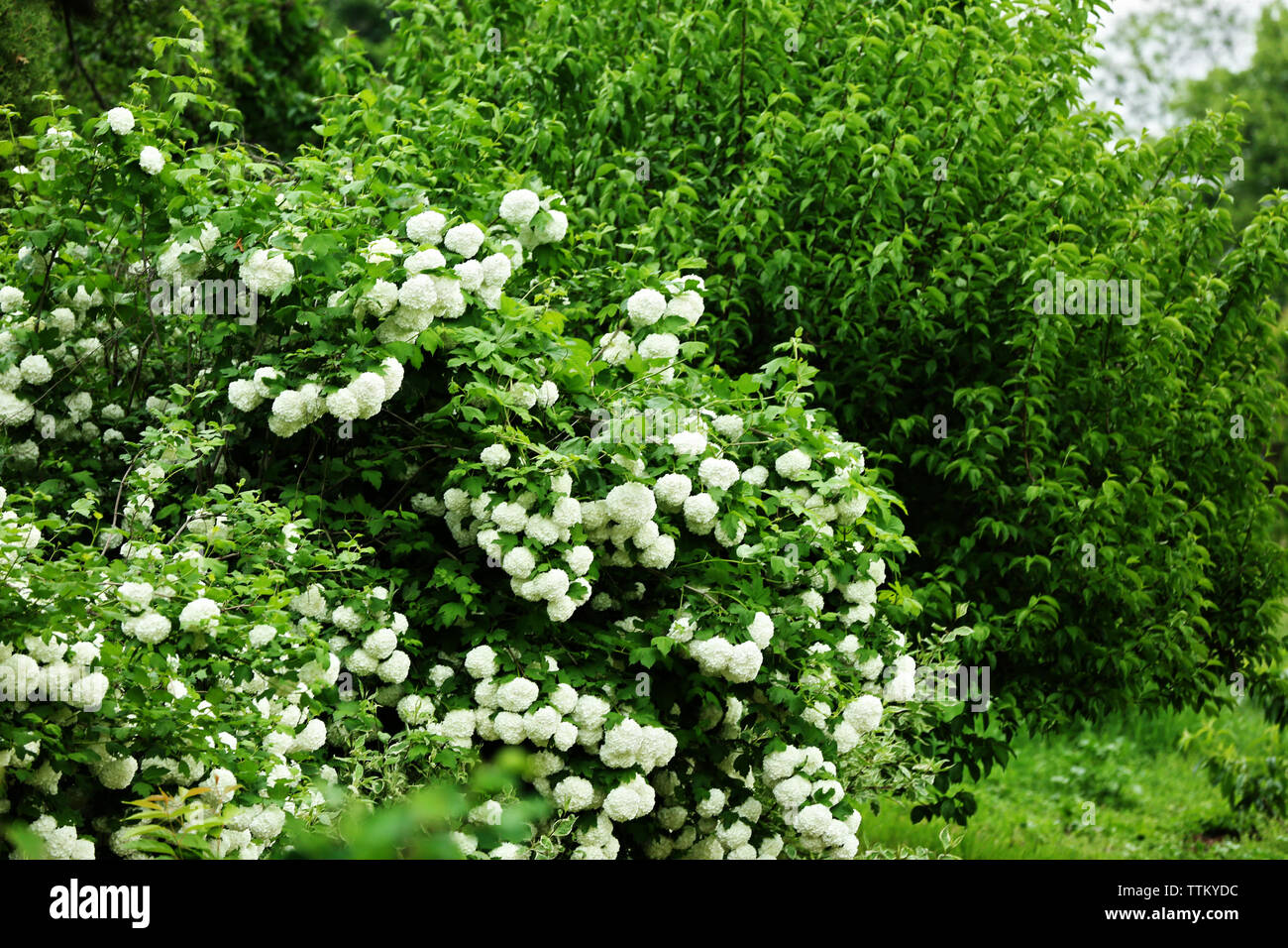Green bush background Stock Photo - Alamy