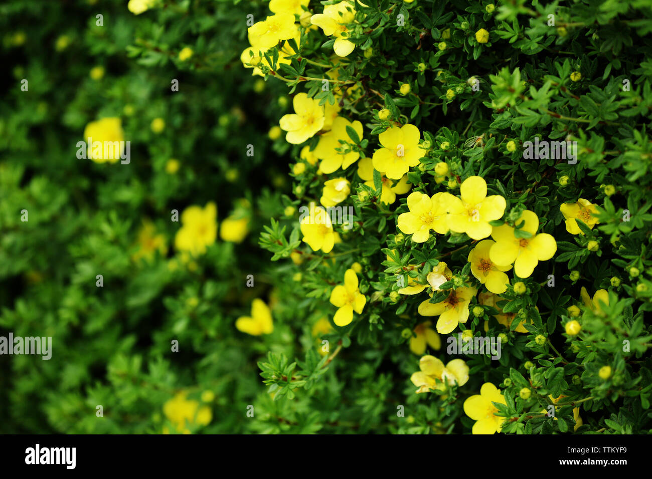 Green bush background Stock Photo - Alamy