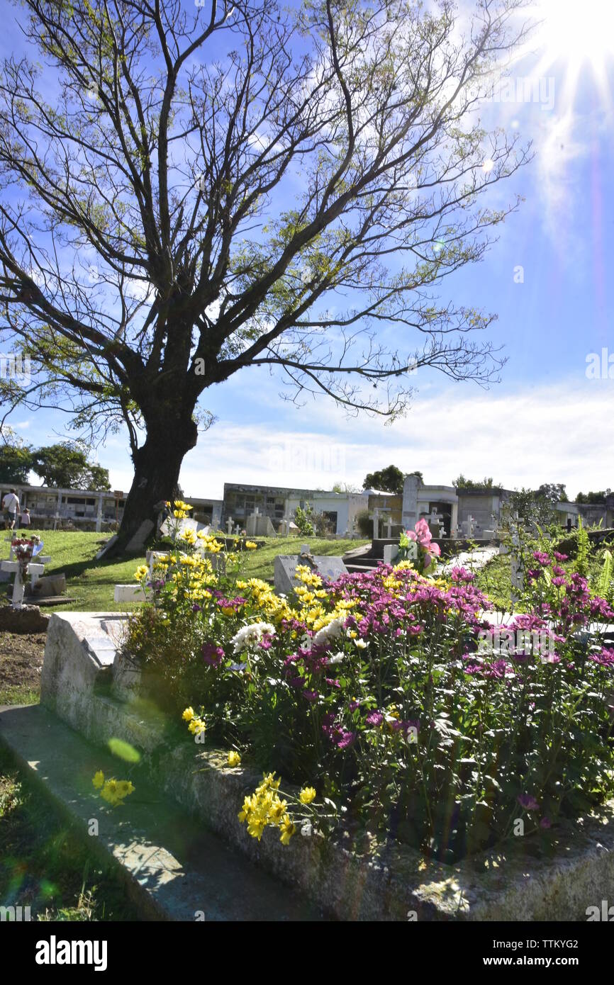 Red flowers in cemetery hi-res stock photography and images - Alamy