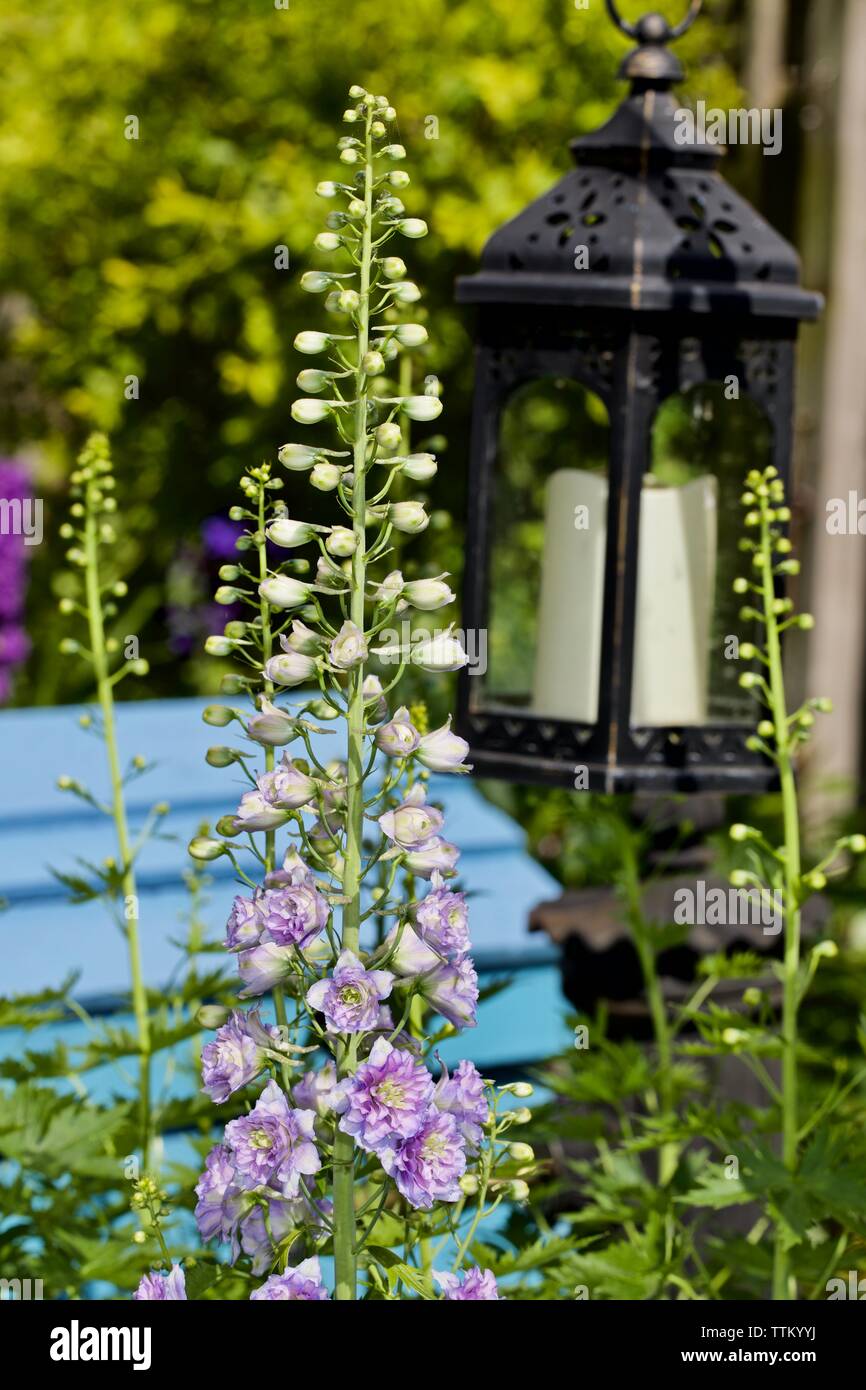 Delphinium Highlander 'Bolero' Stock Photo - Alamy