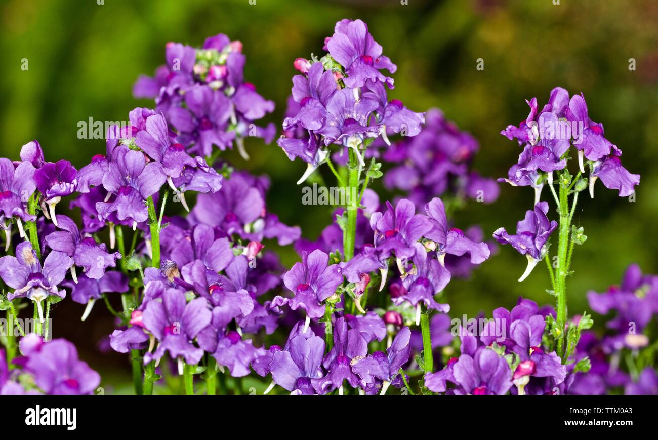 Myrtille hi-res stock photography and images - Alamy