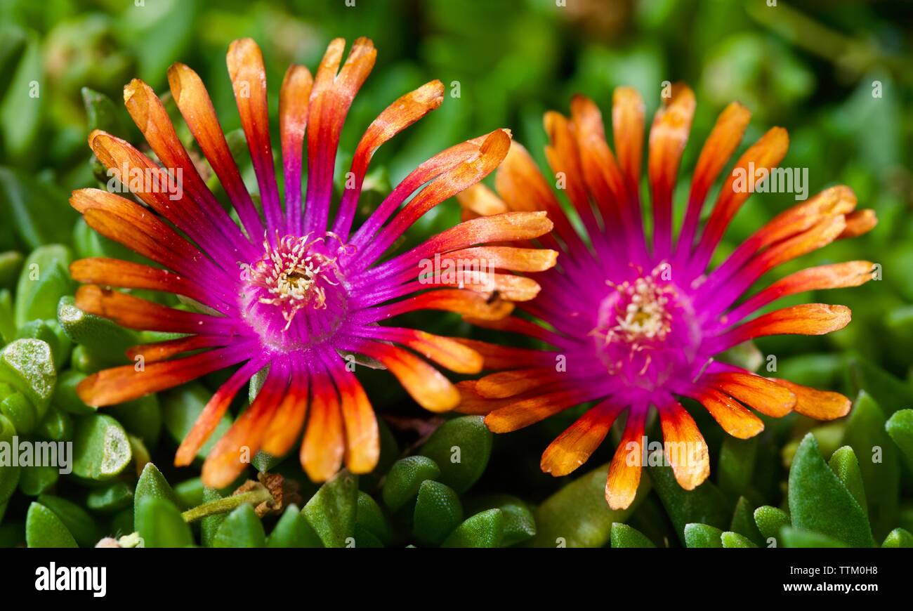 Delosperma ‘Fire Spinner’ Stock Photo - Alamy