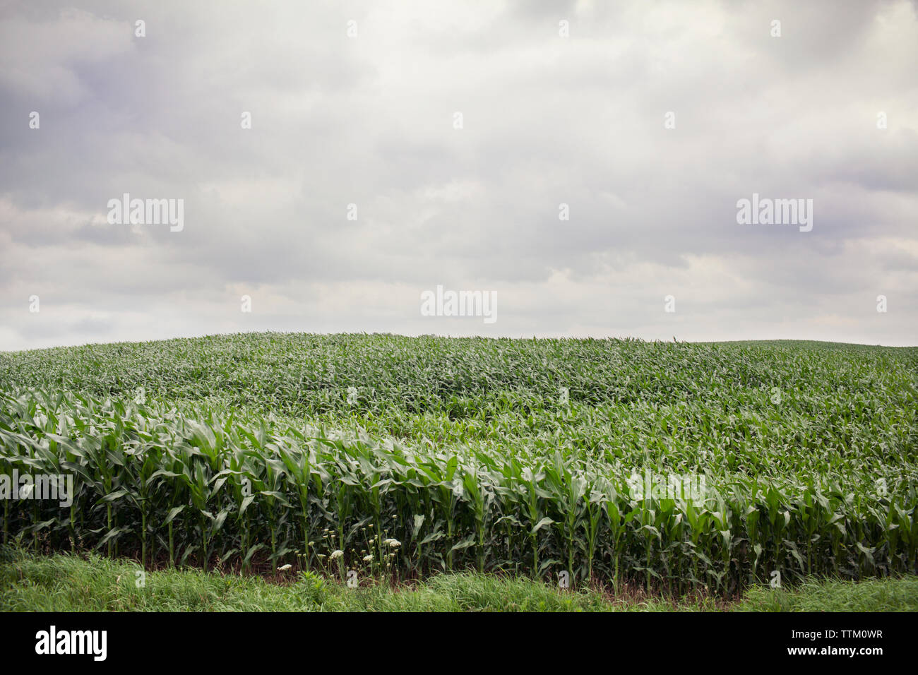 Cloudy farm hi-res stock photography and images - Alamy