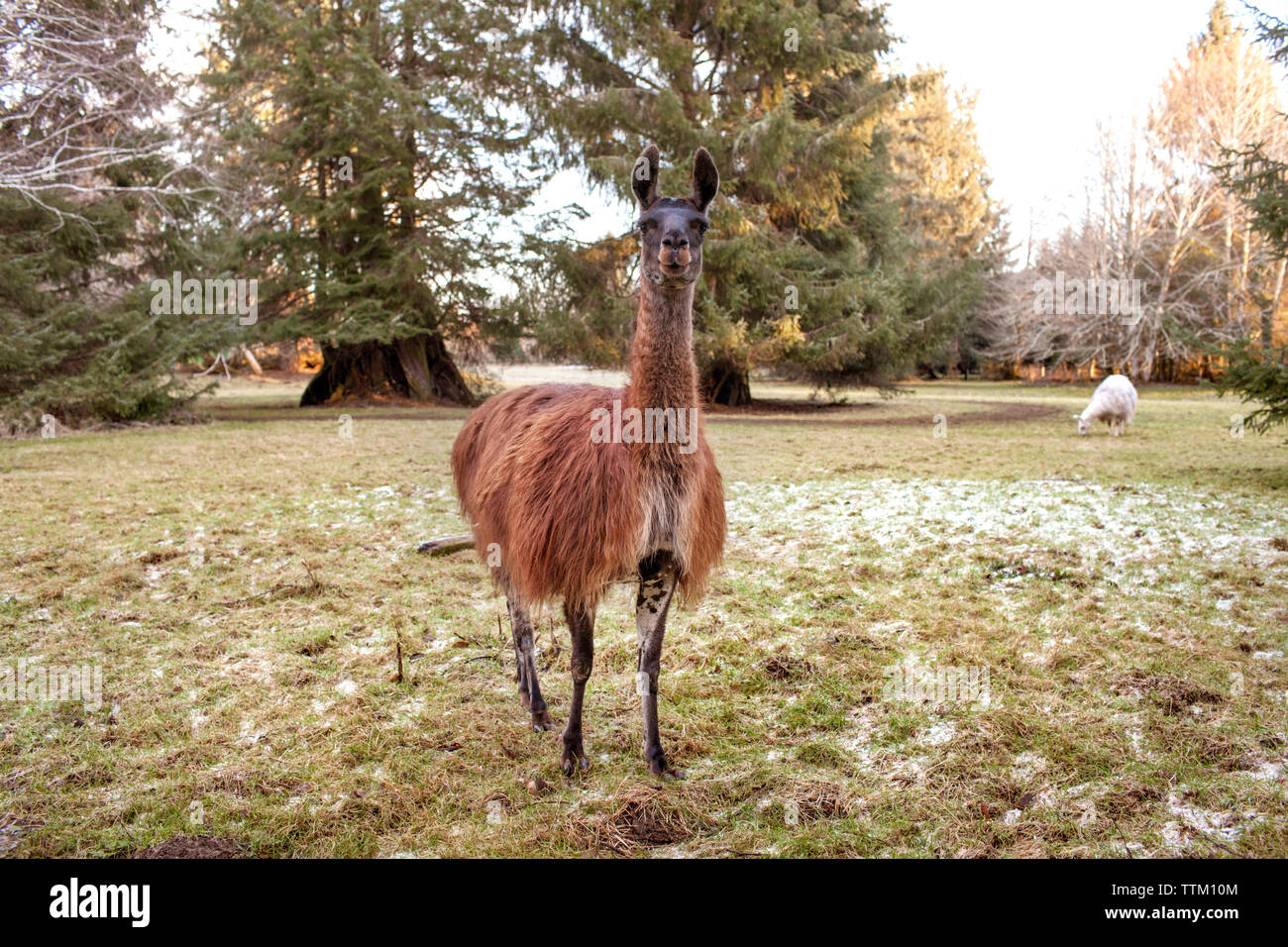 Two animals animal portrait hi-res stock photography and images - Alamy
