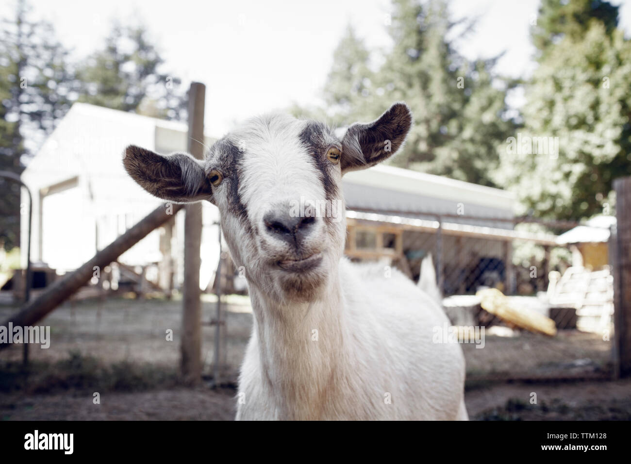 Goat standing in farm hi-res stock photography and images - Alamy