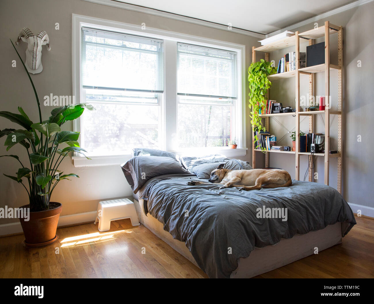 Dog sleeping on bed against windows at home Stock Photo - Alamy