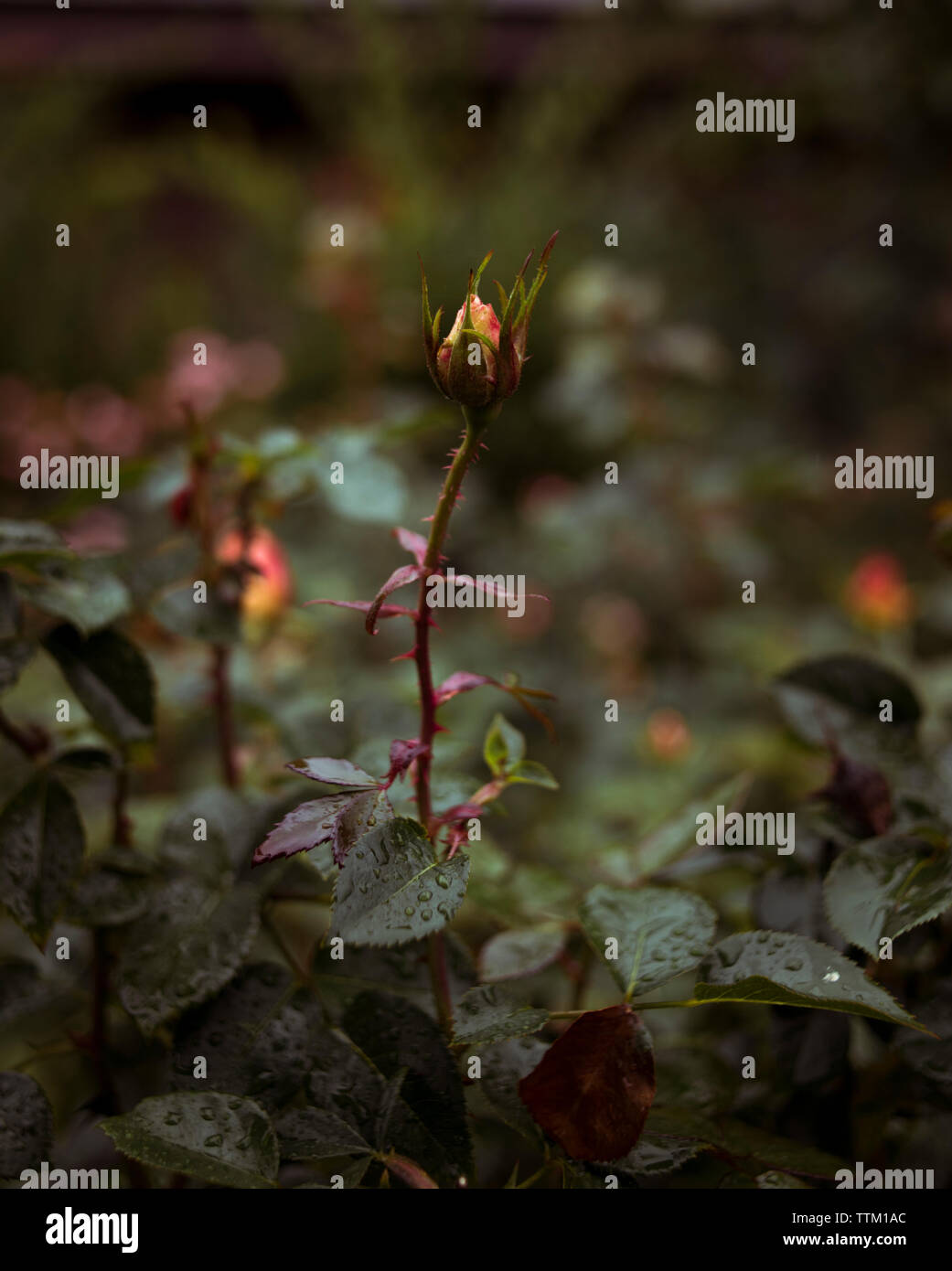 Plants bud hi-res stock photography and images - Alamy