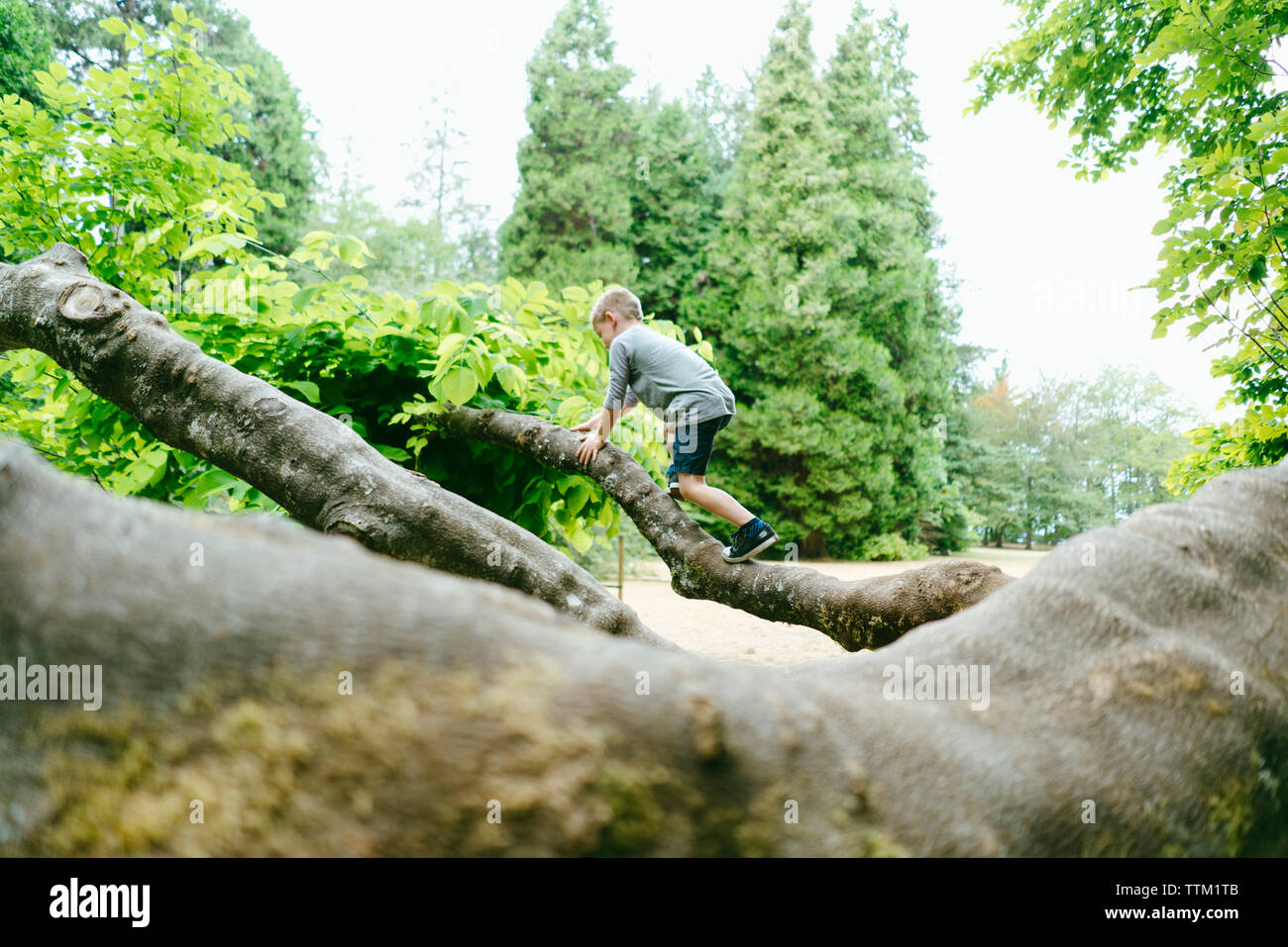 Side view of playful boy climbing on fallen tree in forest at Seattle ...