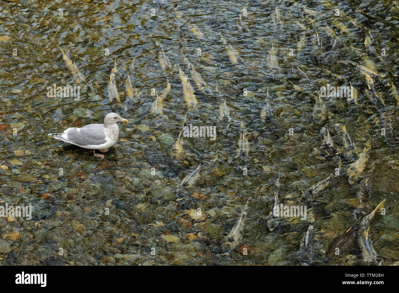 Glaucous winged seagull watchingChum salmon in Goldstream Rive during ...