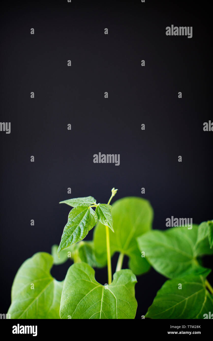 Gray plant hi-res stock photography and images - Alamy