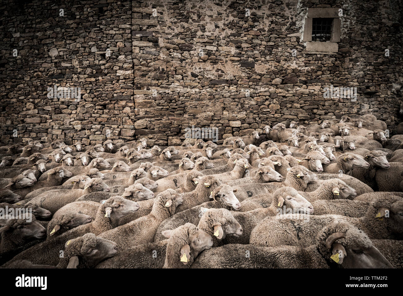 Wall to wall sheep hi-res stock photography and images - Alamy