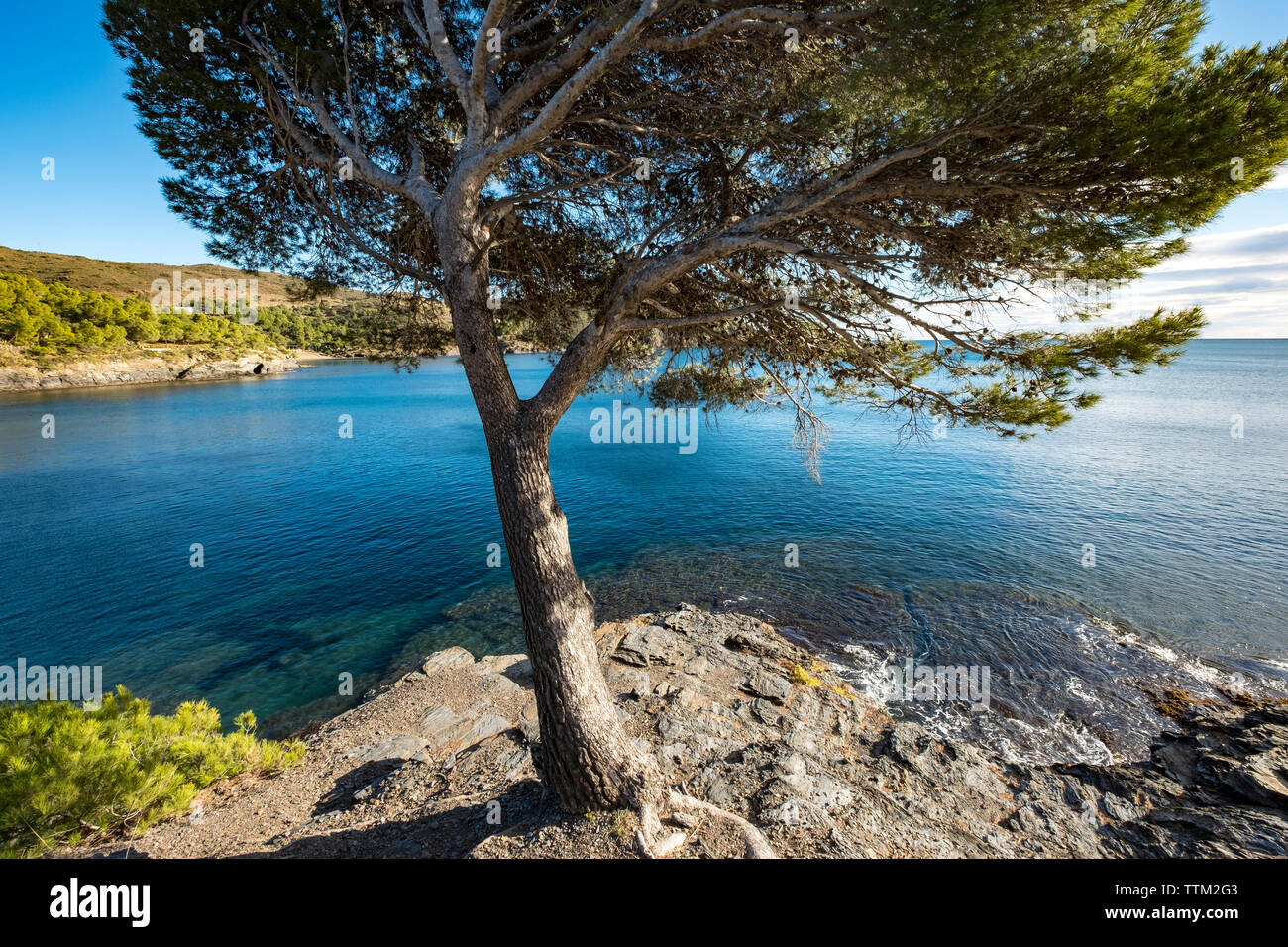 Tree growing on shore by sea Stock Photo - Alamy
