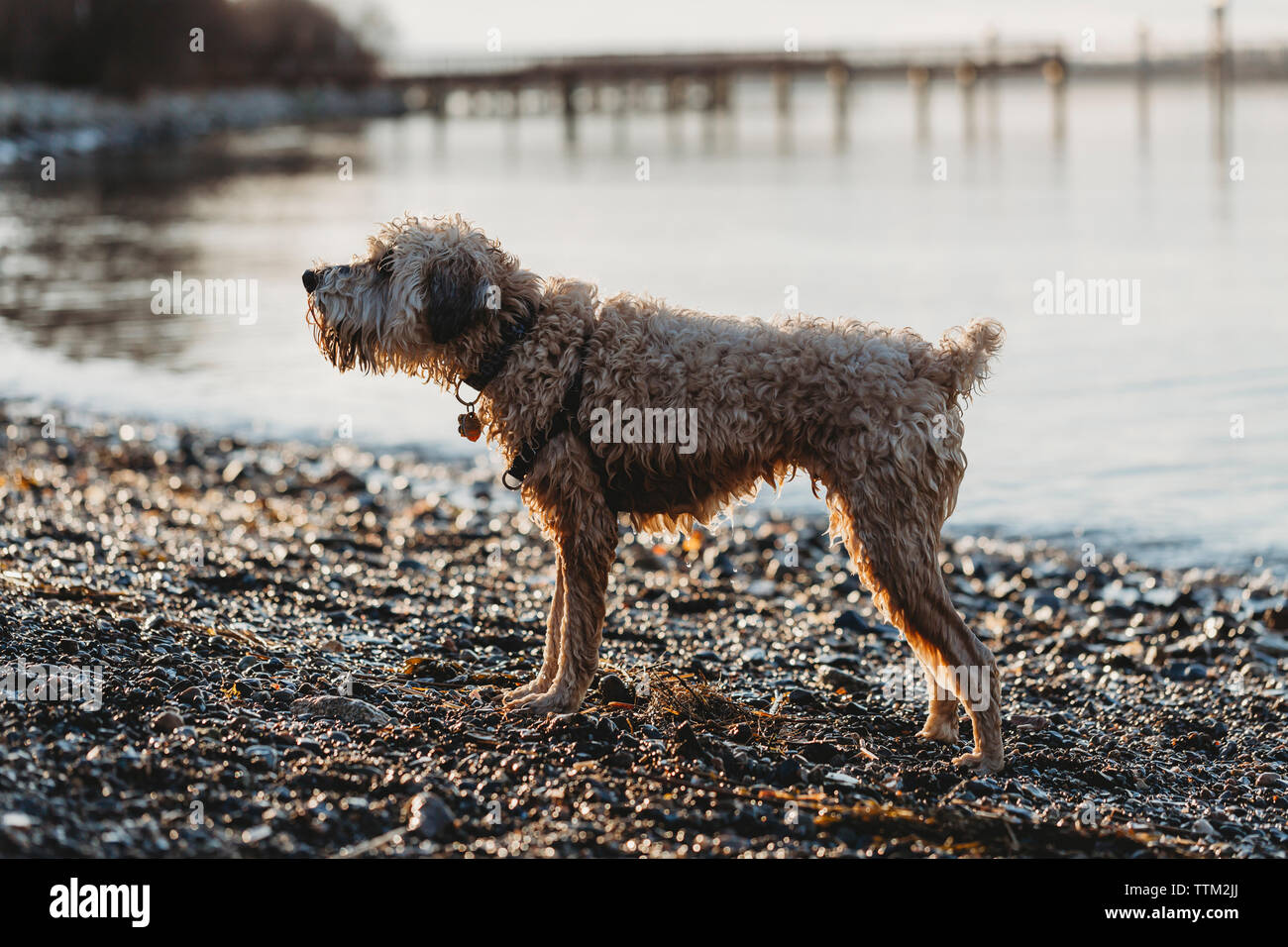 Side view of wet dog standing at beach Stock Photo - Alamy