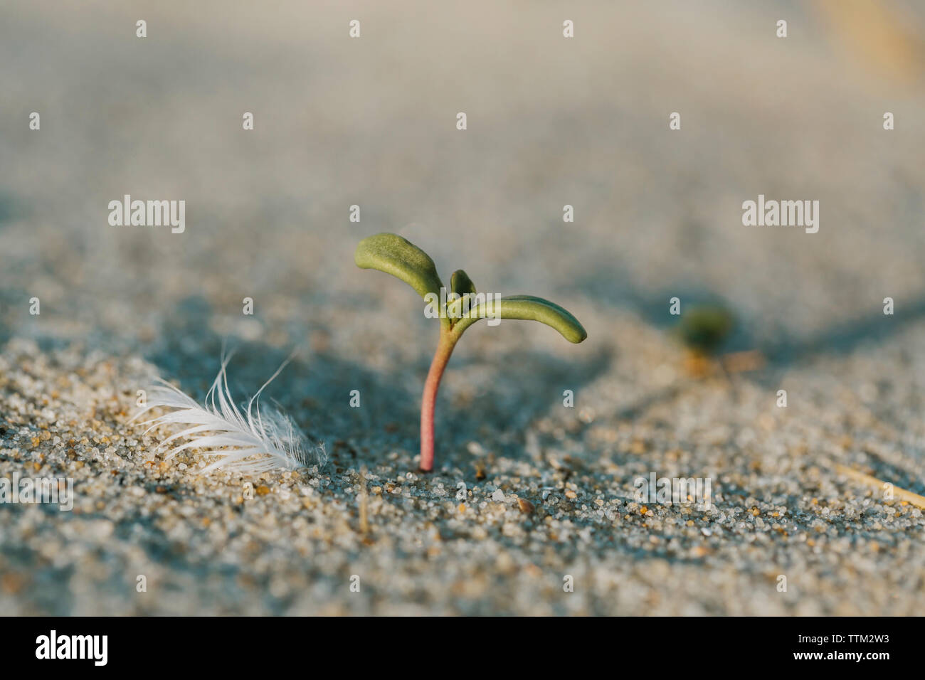 Plant beach hi-res stock photography and images - Alamy
