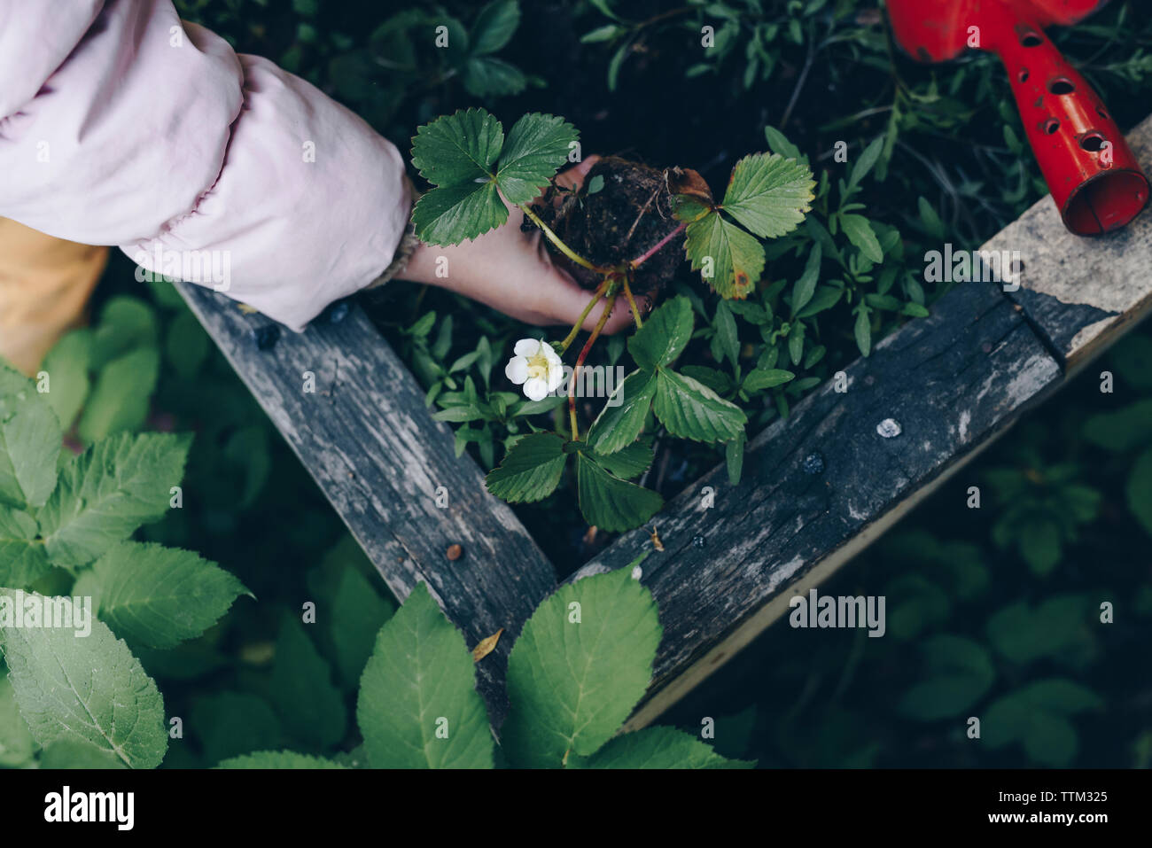 Hand holding plants hi-res stock photography and images - Alamy
