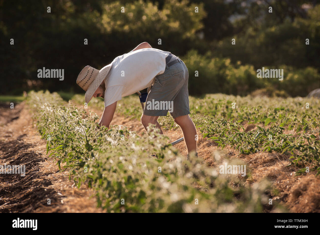 Side view of farmer planting on field during sunny day Stock Photo - Alamy