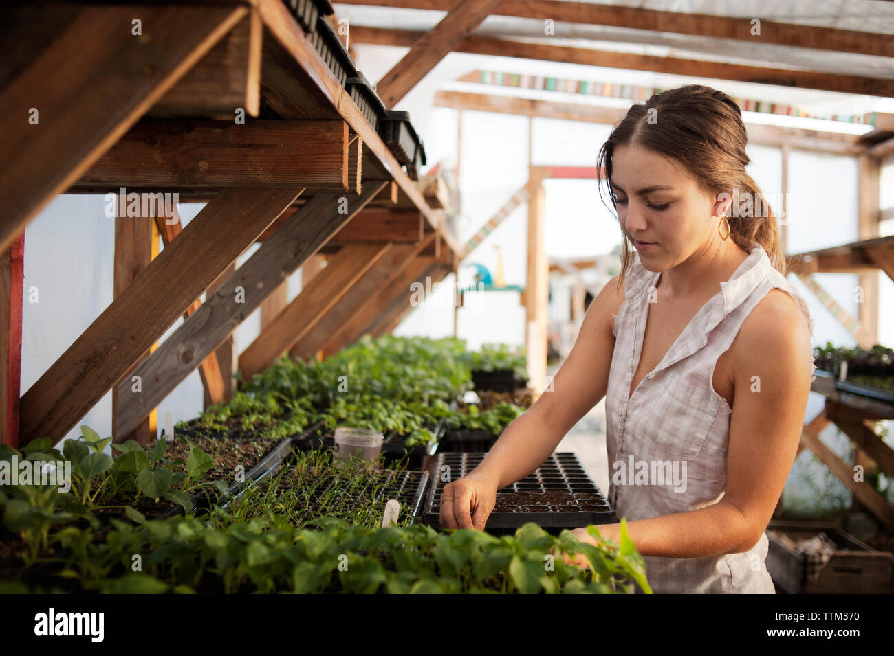 Working in greenhouse hi-res stock photography and images - Alamy