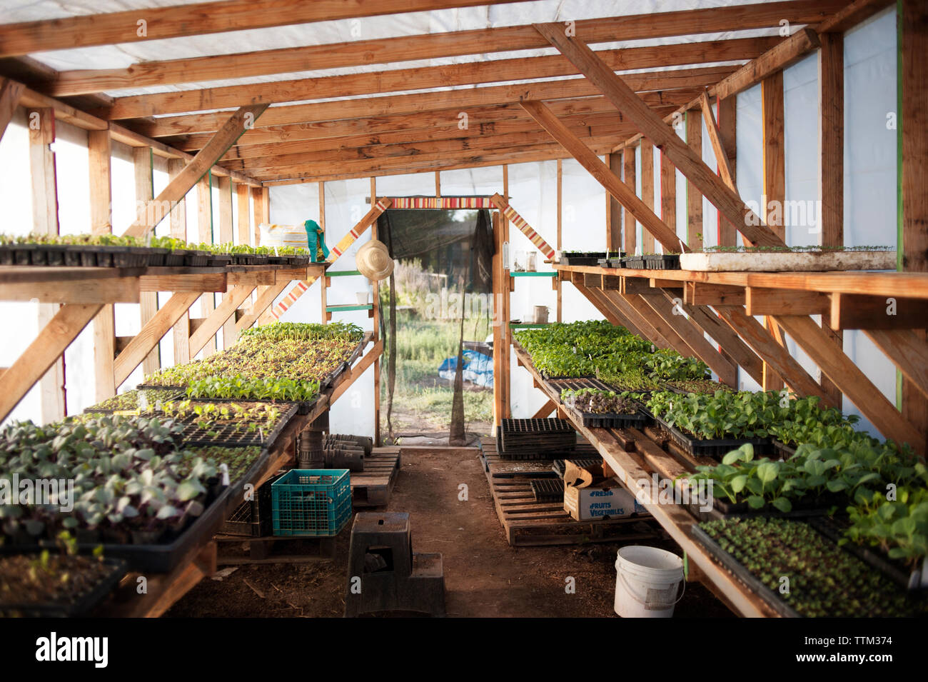 Interior of greenhouse Stock Photo - Alamy