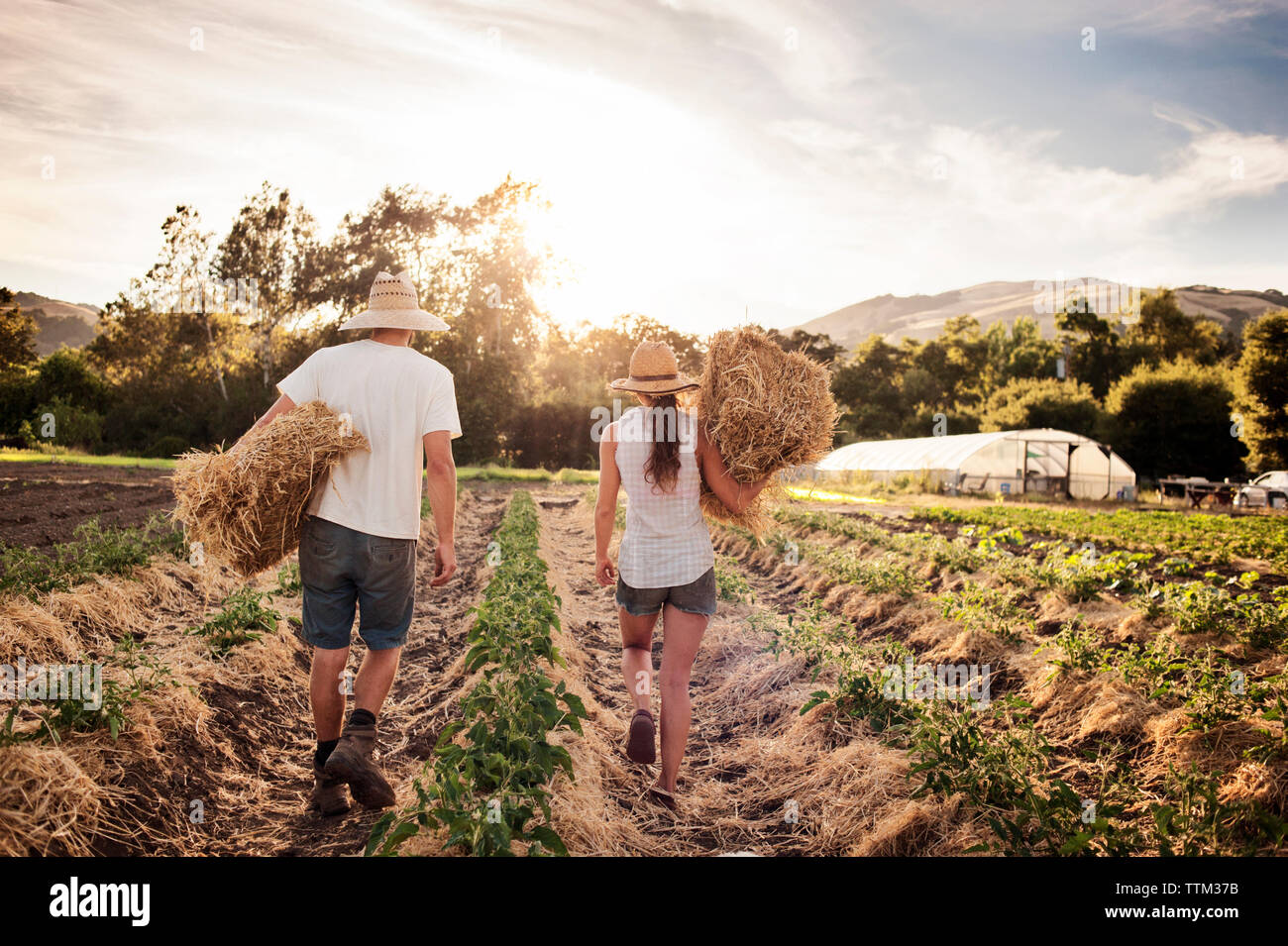 Rear view of male and female farmers carrying hay bales while walking ...