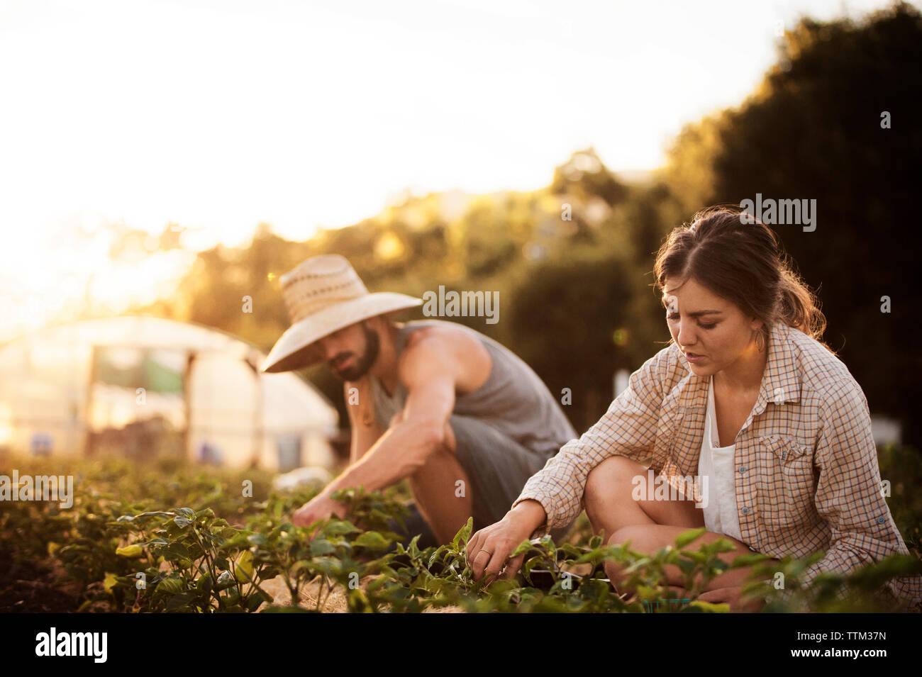 Female picking fresh produce hi-res stock photography and images - Alamy