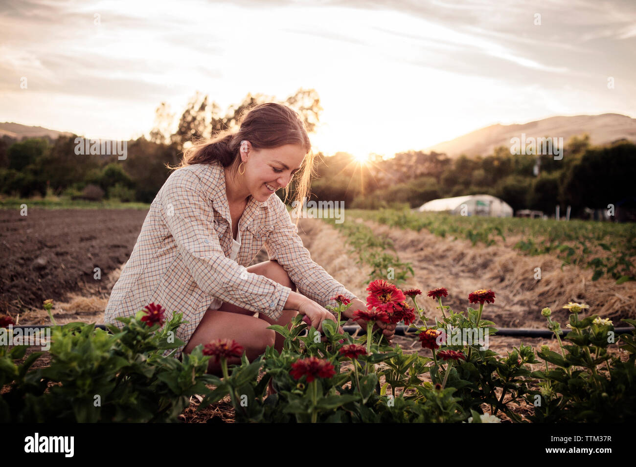Farmer picking hi-res stock photography and images - Alamy