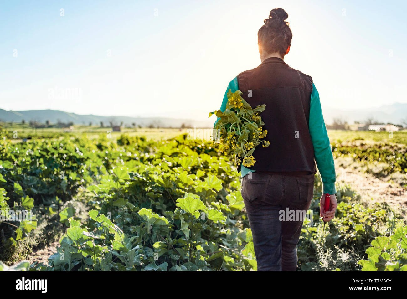 Rear view of woman holding plants while walking on farm against clear ...