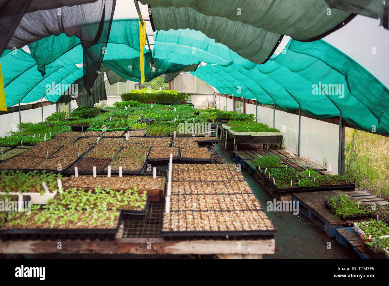 Greenhouse interior hi-res stock photography and images - Alamy