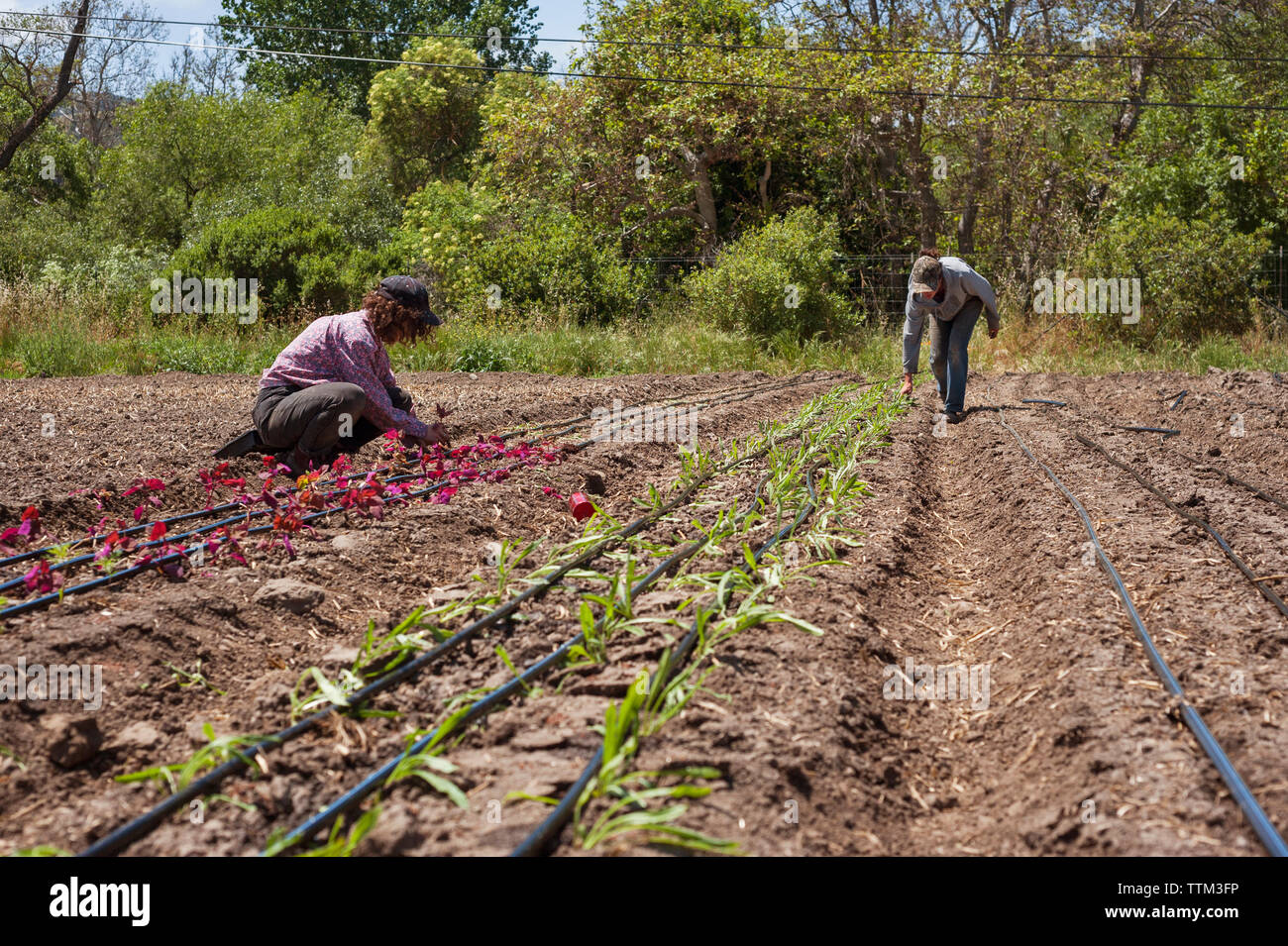 Farmers planting trees hi-res stock photography and images - Alamy