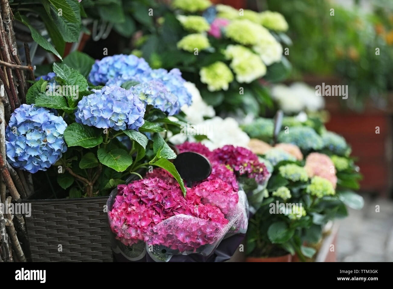 Colorful blooming flowers in a shop Stock Photo - Alamy