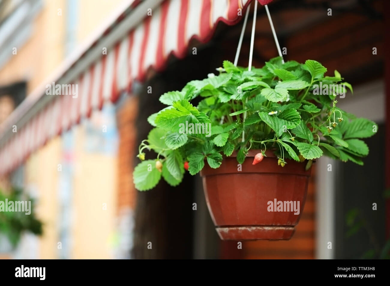 Hanging strawberry plants hi-res stock photography and images - Alamy