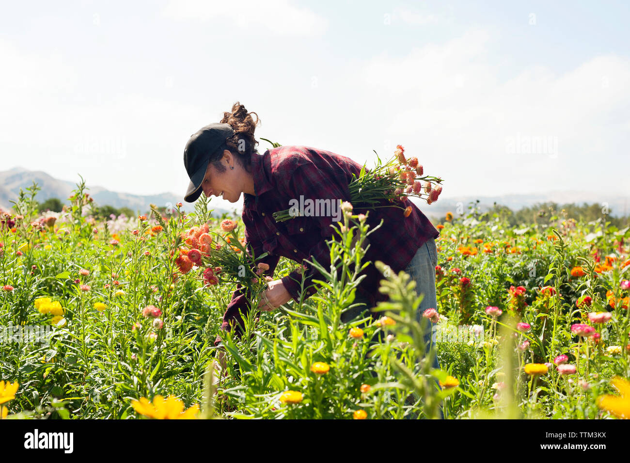 Person picking flowers hi-res stock photography and images - Alamy
