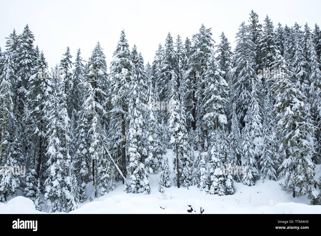 snow covered forest of pine trees in winter Stock Photo - Alamy