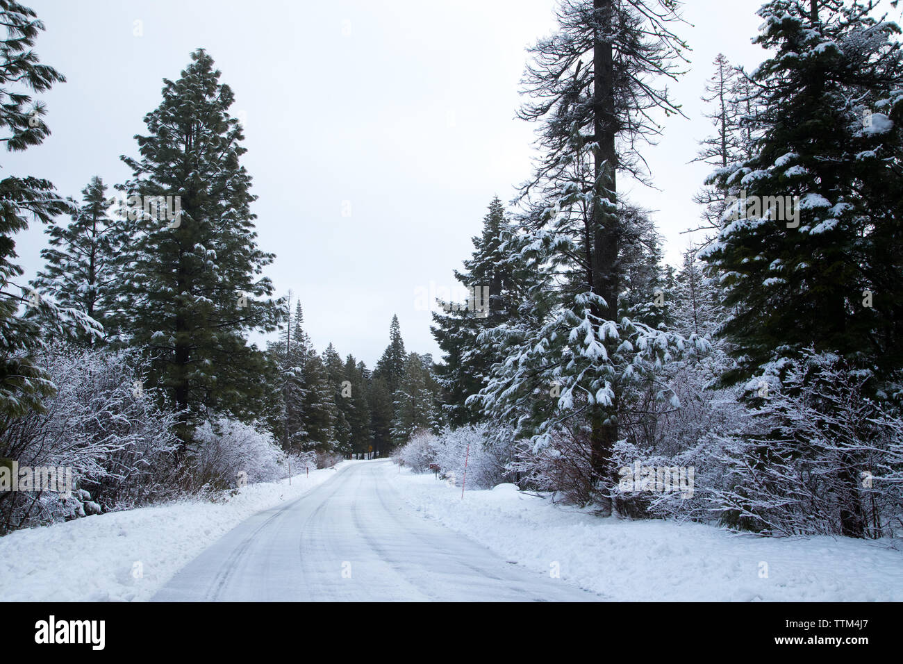 snow covered road through forest in winter Stock Photo - Alamy