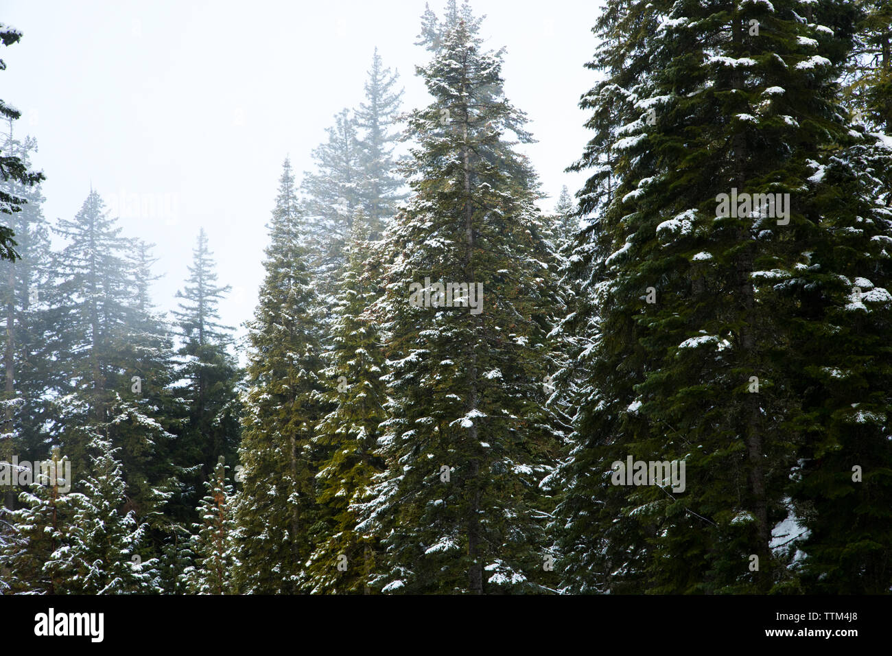 Tops trees in winter forest hi-res stock photography and images - Alamy