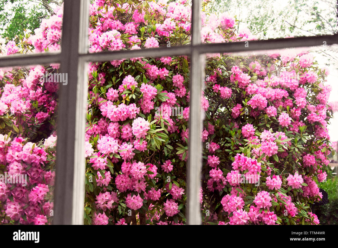 Transparent flowers hi-res stock photography and images - Alamy