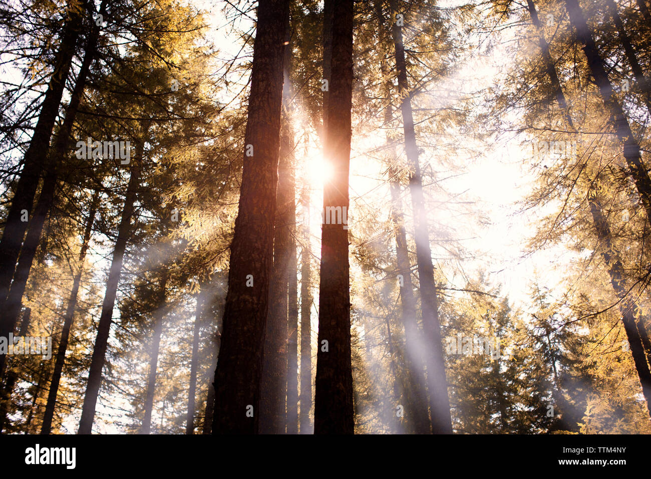 Forest in sunlight Stock Photo - Alamy