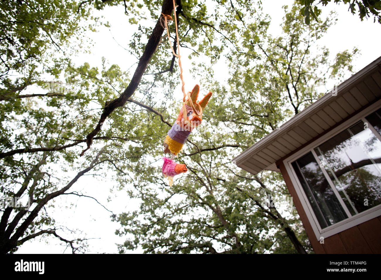 Pinata hanging from tree Stock Photo - Alamy